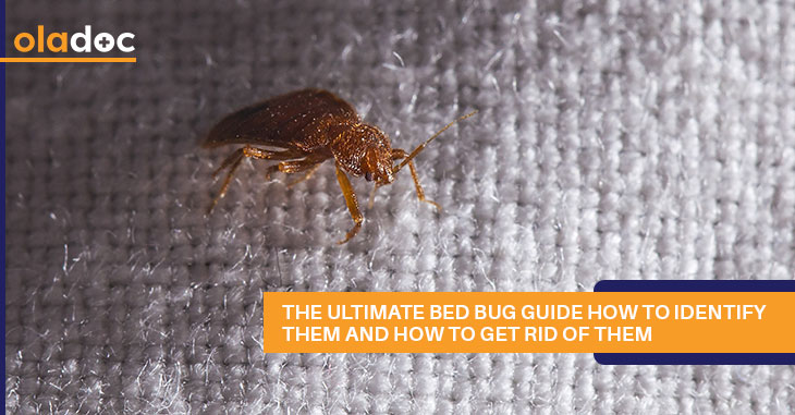 The Ultimate Bed Bug Guide: How To Identify Them And How To Get Rid Of ...